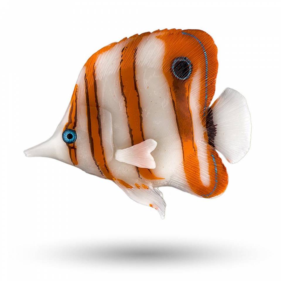 Copperband Butterfly Fish