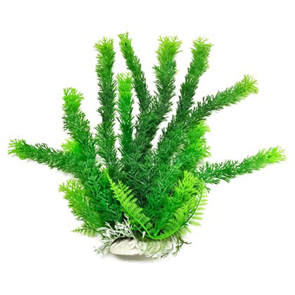 Cabomba-Like Aquarium Plant | Aquatop