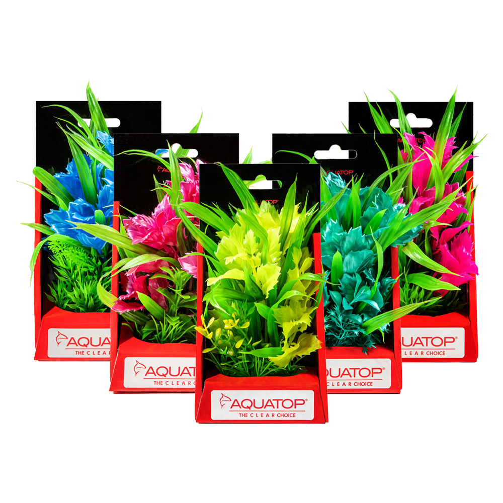 6 Inch Vibrant Passion Plant Optional Colors | Aquatop