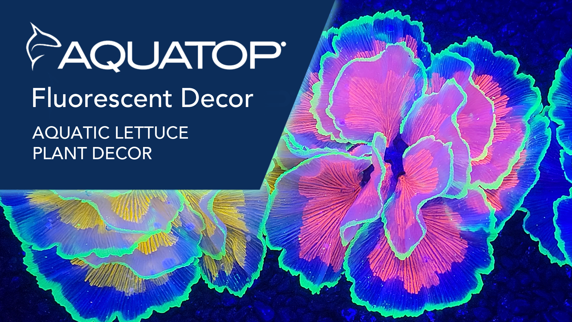 Fluorescent Decor : Aquatop